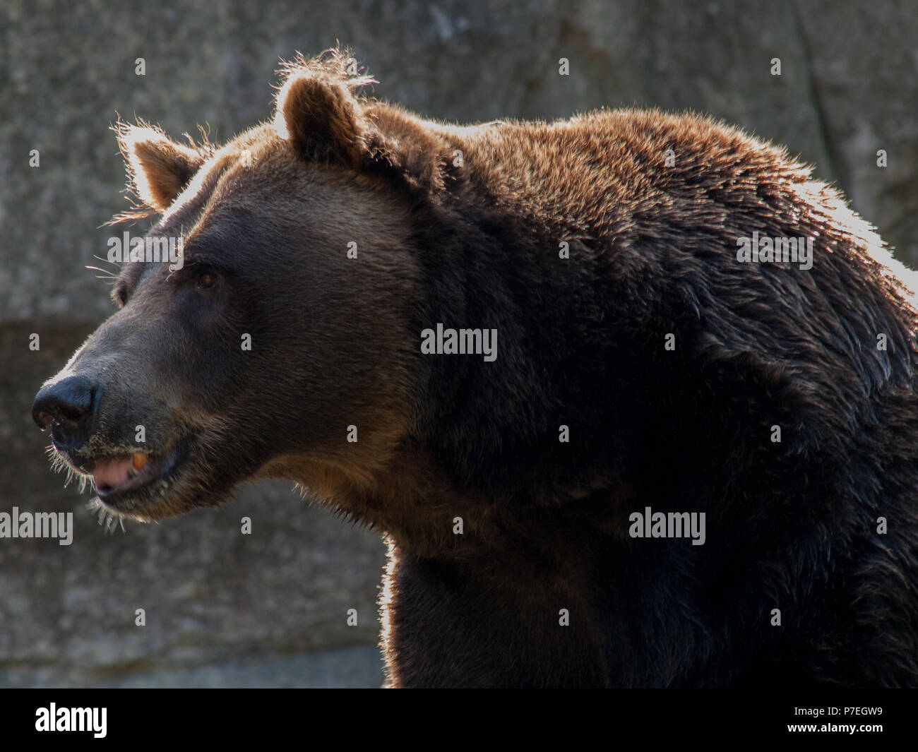 Animal closeups close face facial partial Stock Photo - Alamy