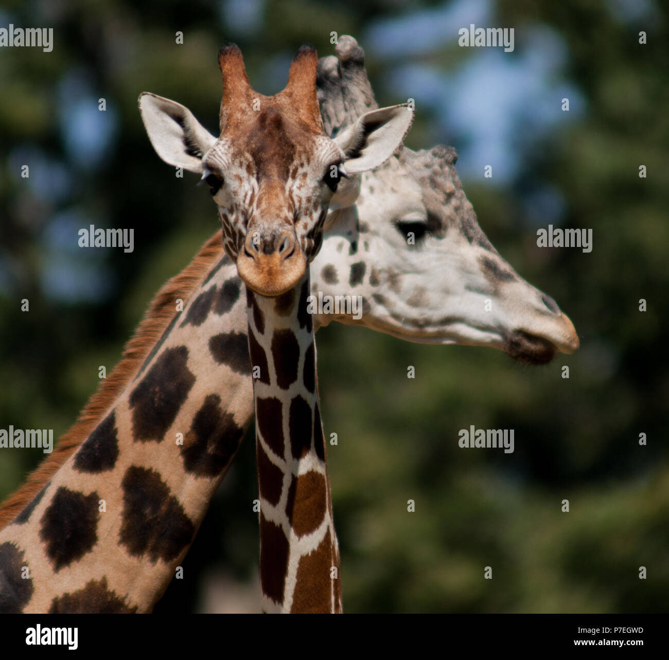 Animal closeups close face facial partial Stock Photo - Alamy
