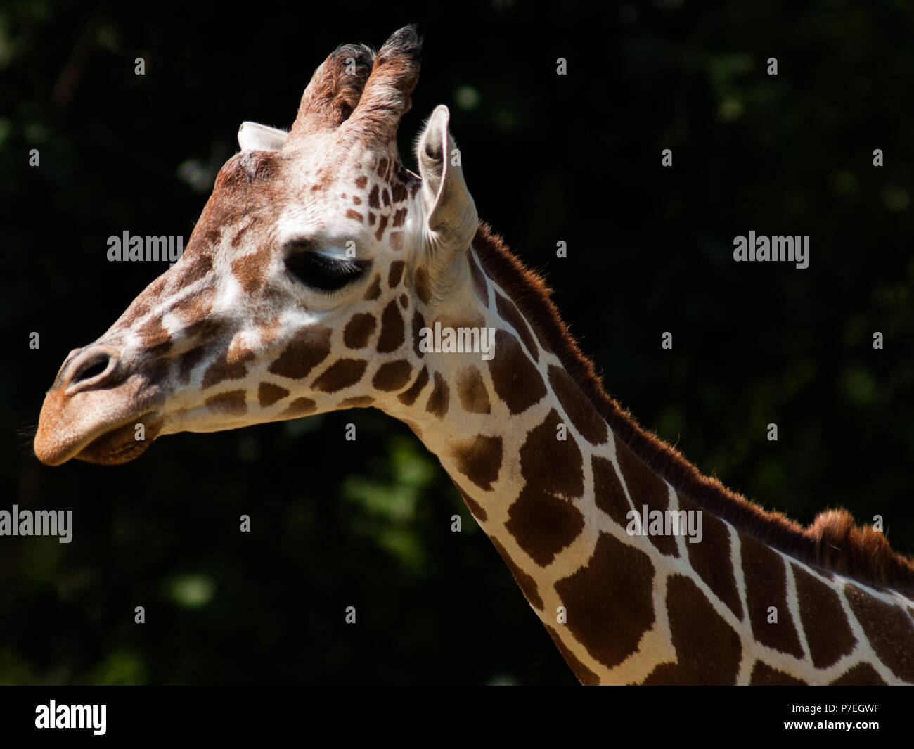 Animal closeups close face facial partial Stock Photo - Alamy