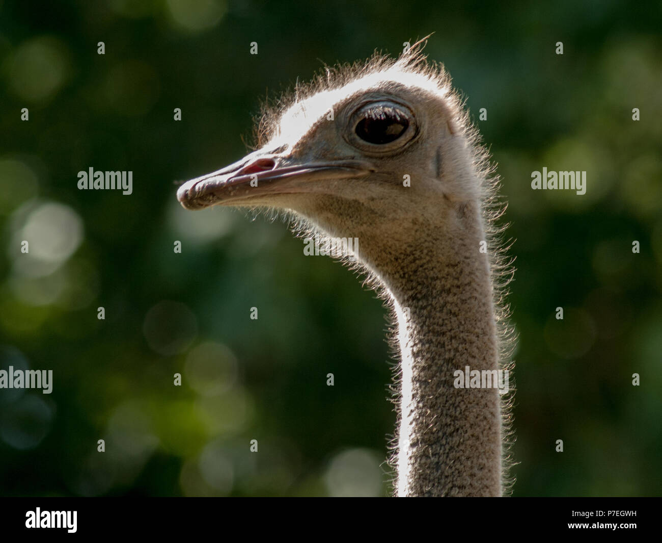 Animal closeups close face facial partial Stock Photo - Alamy