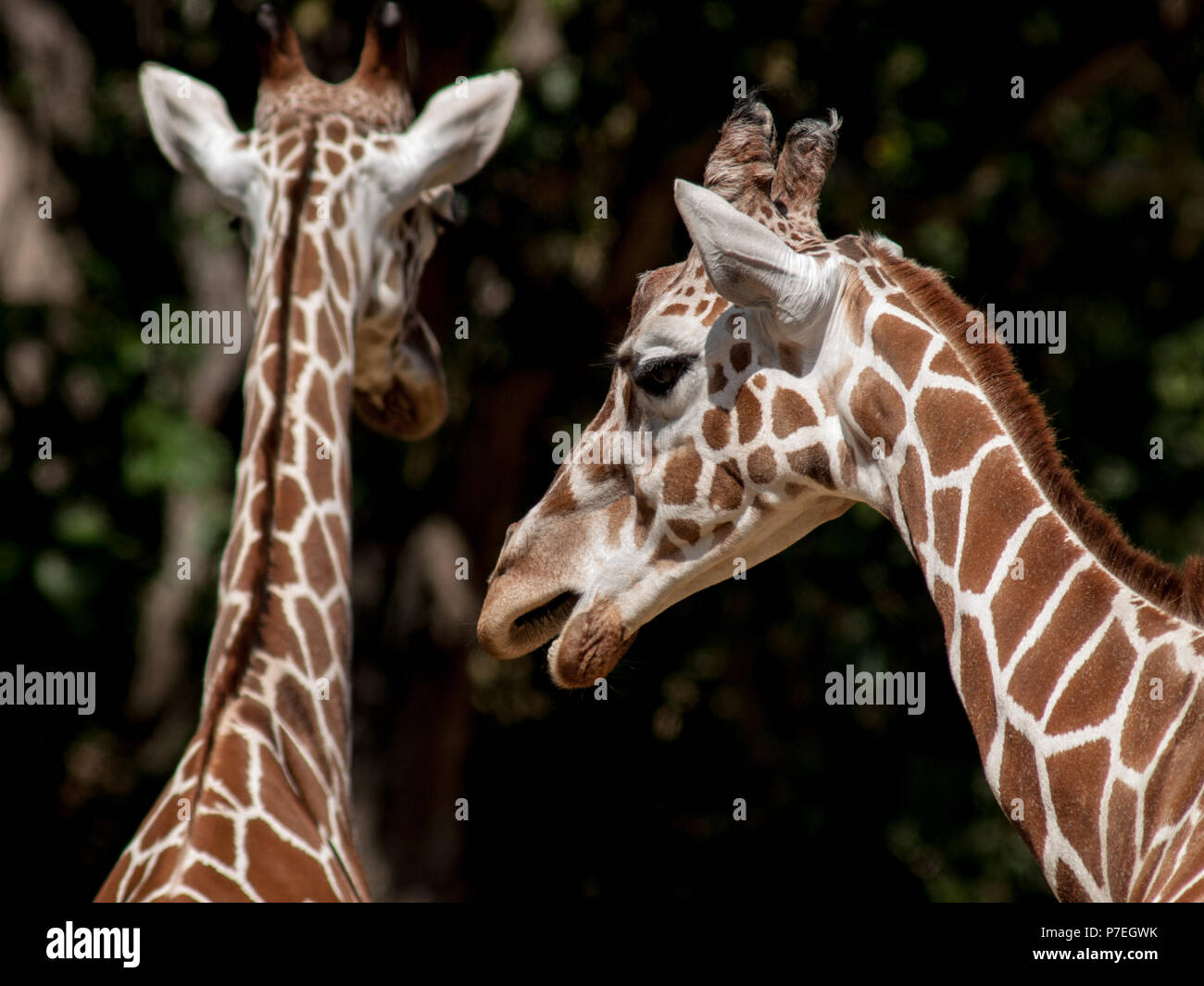Primate mates hi-res stock photography and images - Alamy