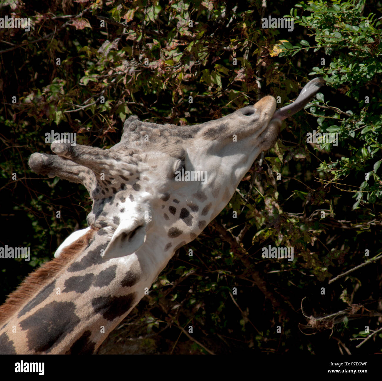 Animal closeups close face facial partial Stock Photo - Alamy
