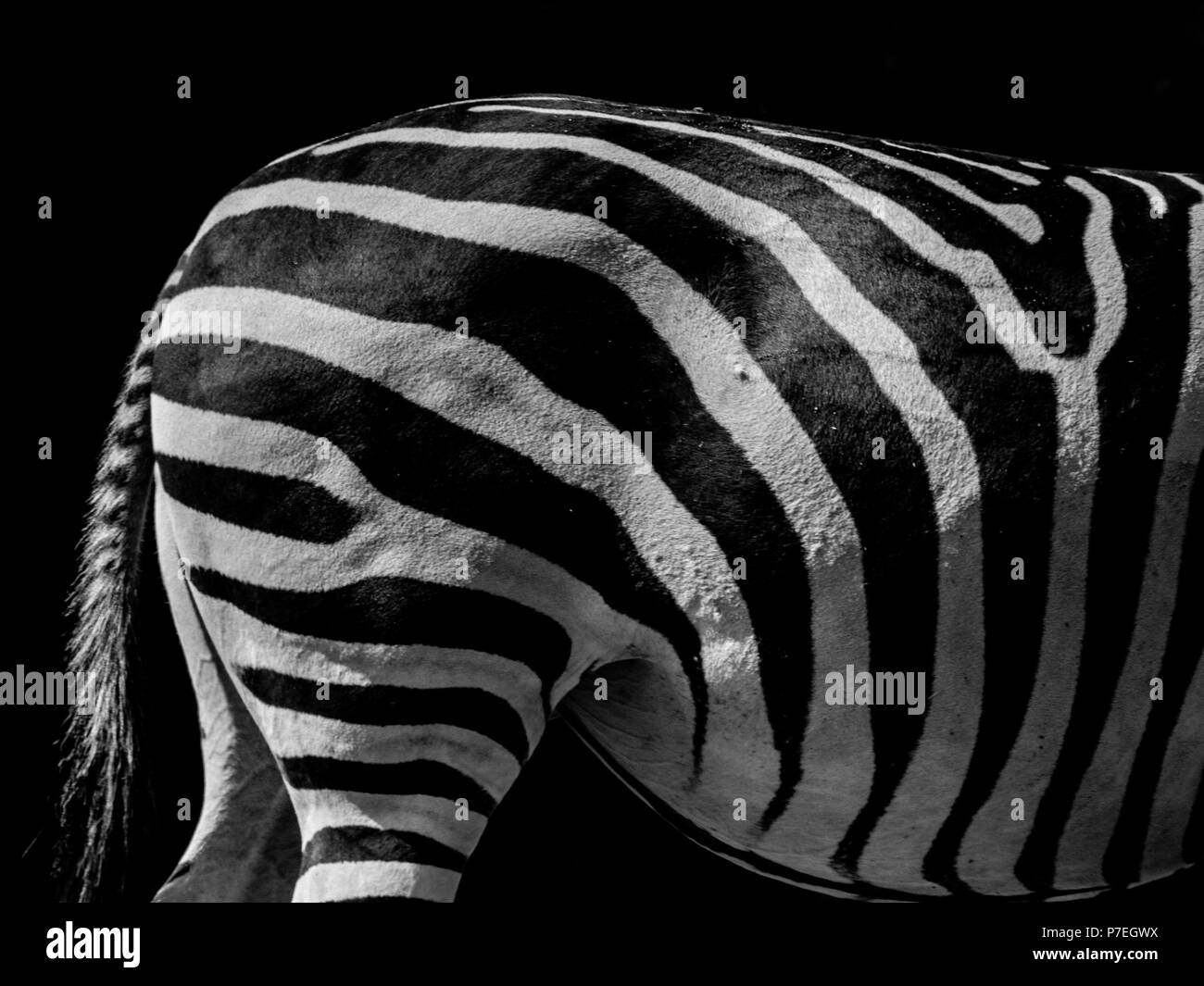 Western plains zoo Black and White Stock Photos & Images - Alamy
