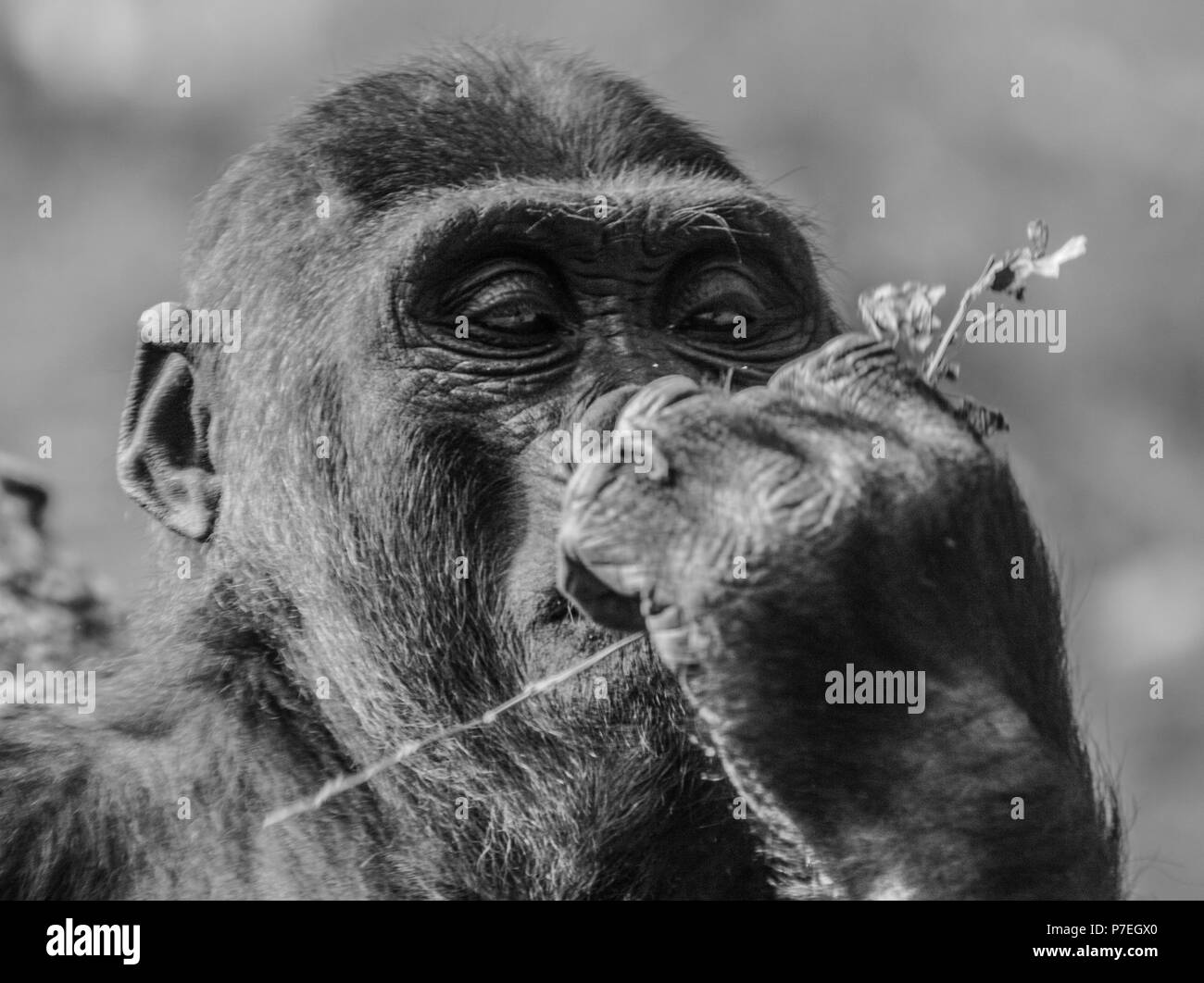 Animal closeups close face facial partial Stock Photo - Alamy