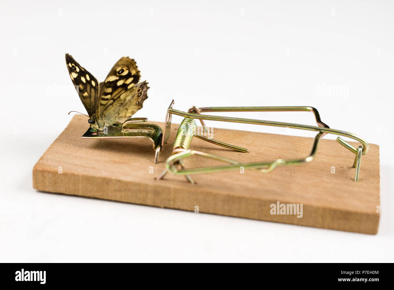 A mousetrap and a butterfly sitting on it. Insect trap for metaphors ...