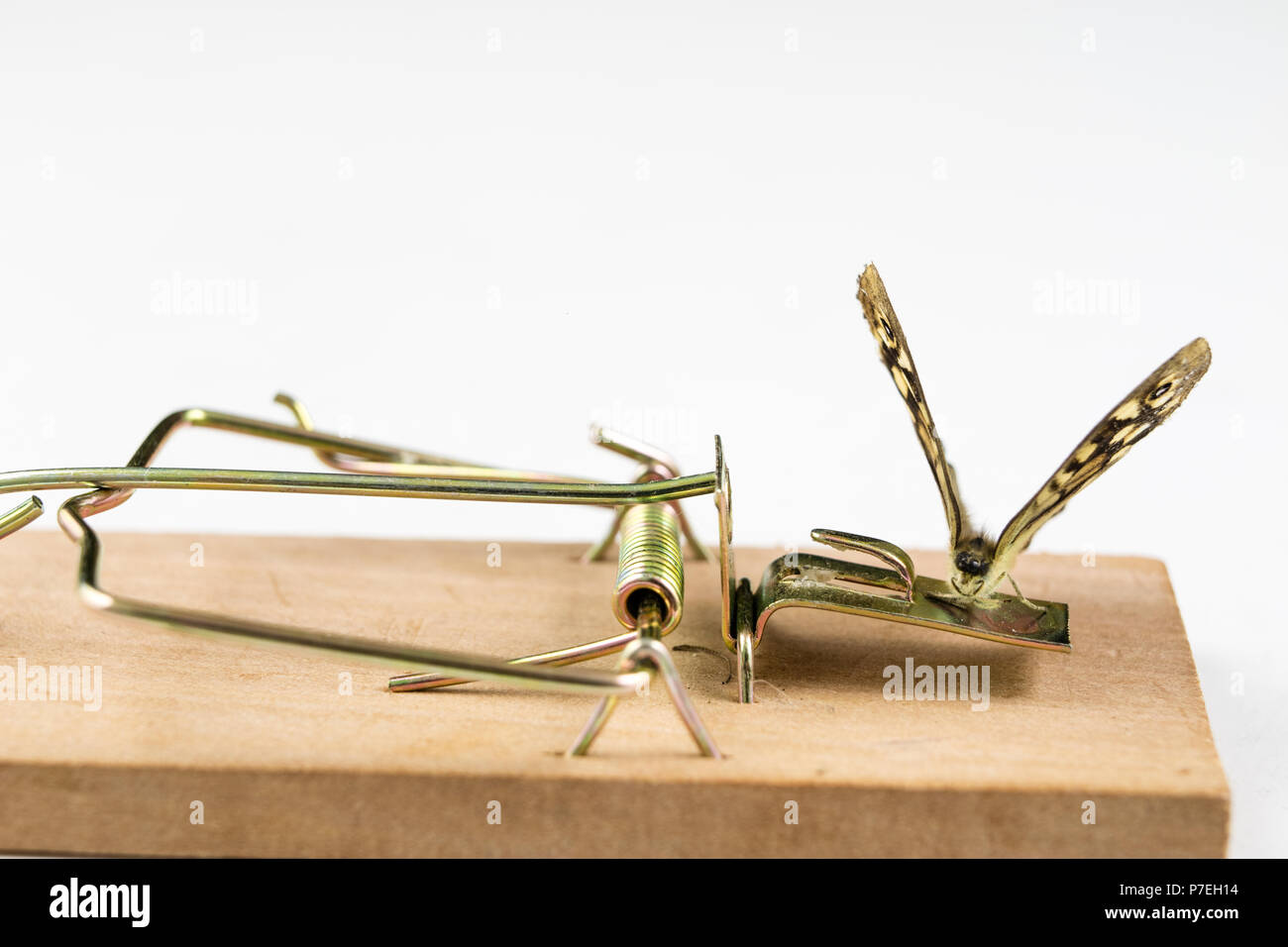 A mousetrap and a butterfly sitting on it. Insect trap for metaphors ...
