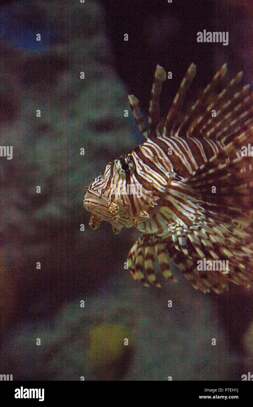 Lionfish Pterois volitans is an invasive species that has taken root ...