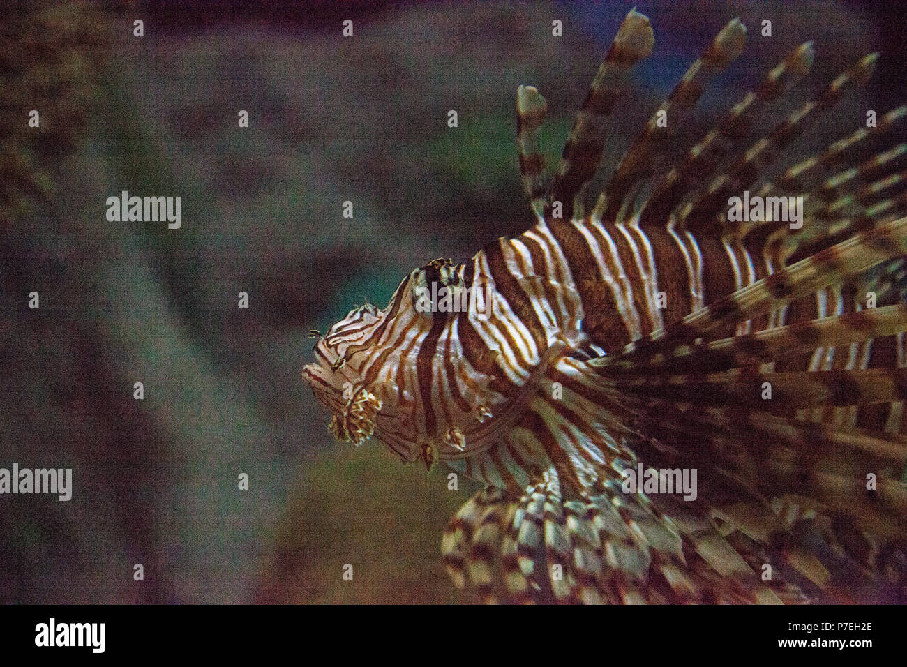 Lionfish Pterois volitans is an invasive species that has taken root ...