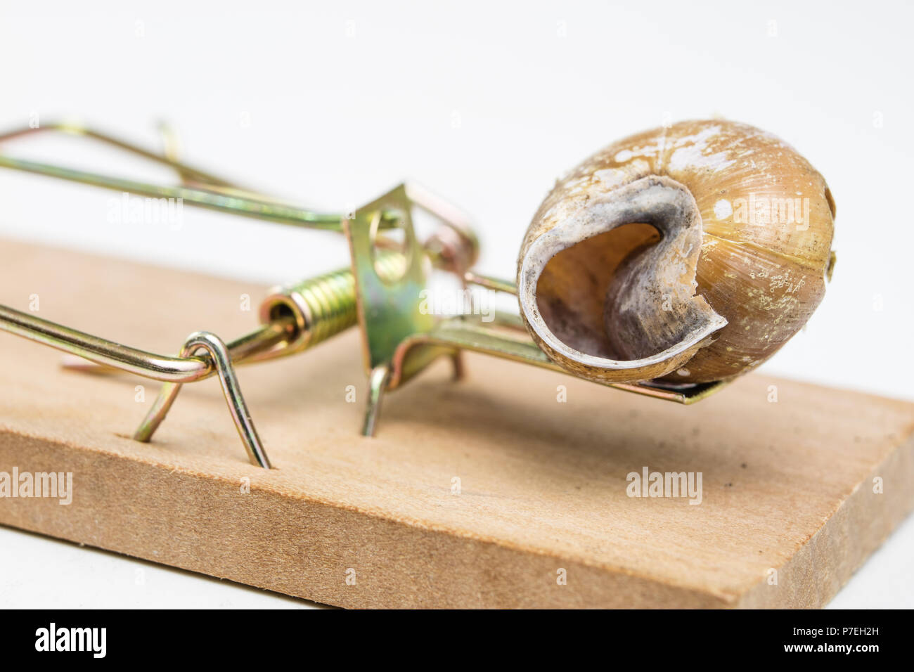 Mousetrap and empty damaged snail shell. The developer's trap is ...