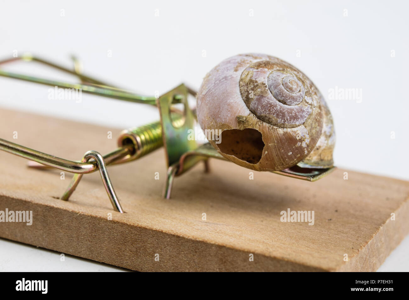 Mousetrap and empty damaged snail shell. The developer's trap is ...