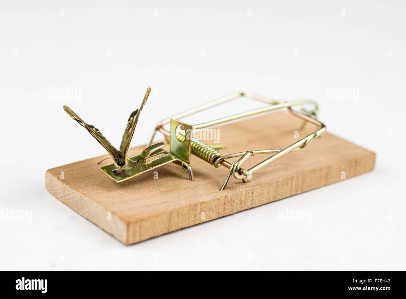A mousetrap and a butterfly sitting on it. Insect trap for metaphors ...