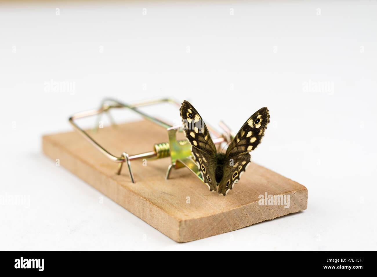 Butterfly Trap High Resolution Stock Photography and Images - Alamy