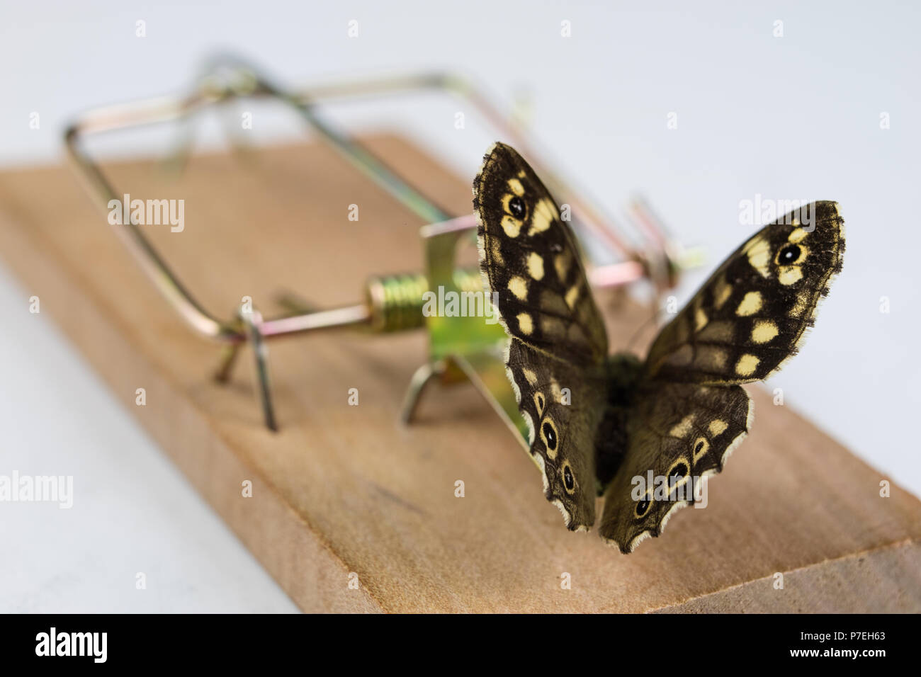 A mousetrap and a butterfly sitting on it. Insect trap for metaphors ...