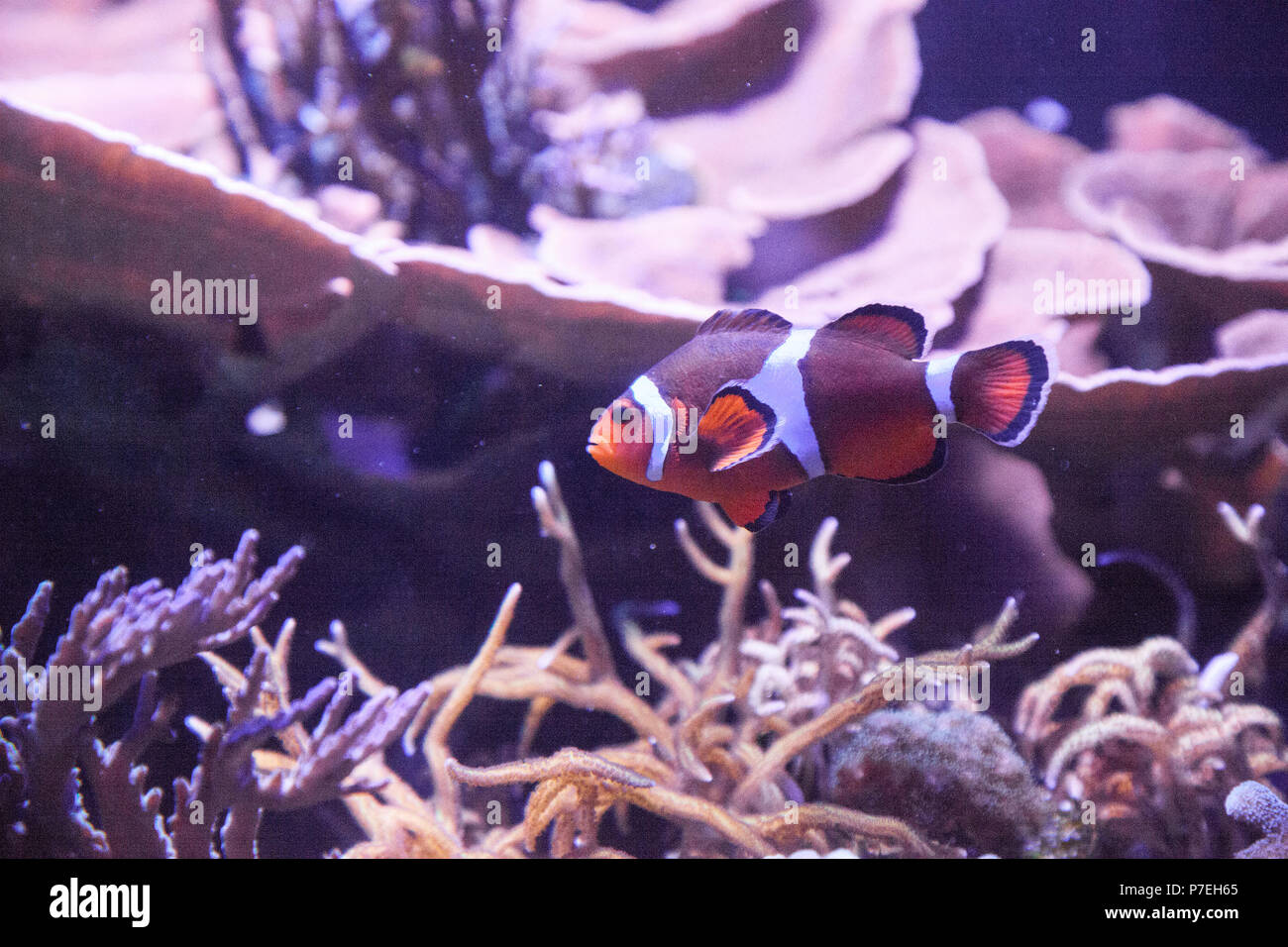 Ocellaris clownfish Amphiprion ocellaris moves in and out of an anemone ...