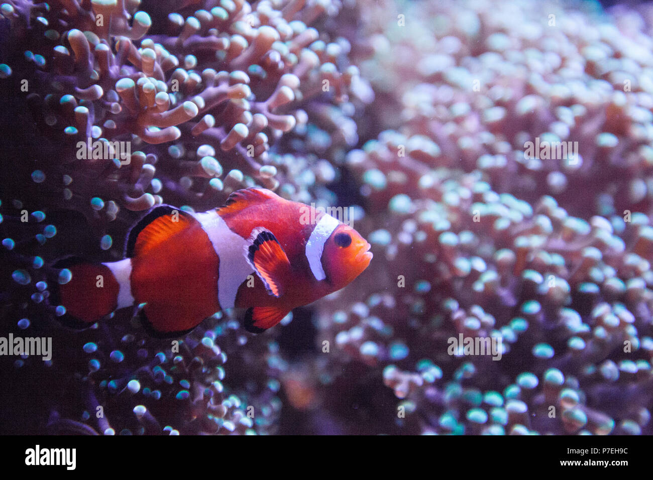 Ocellaris clownfish Amphiprion ocellaris moves in and out of an anemone ...