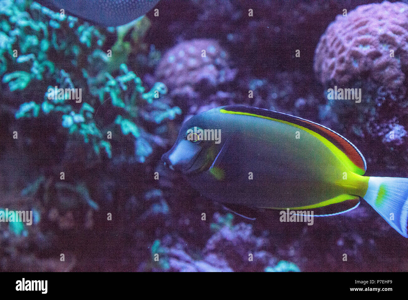 Powder brown surgeonfish Acanthurus japonicas swims across the coral ...