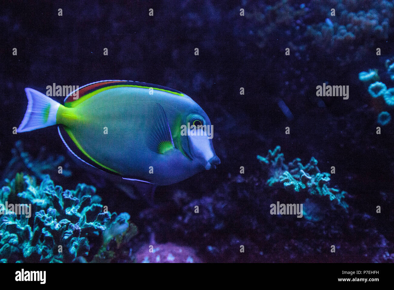 Powder brown surgeonfish Acanthurus japonicas swims across the coral ...