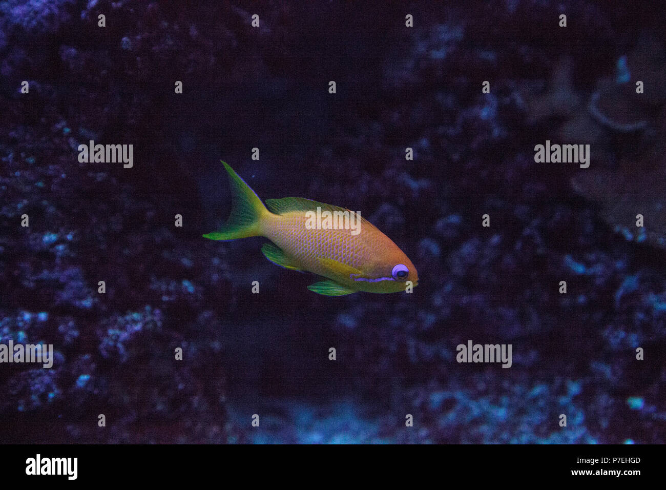 Orange fairy basslet hi-res stock photography and images - Alamy