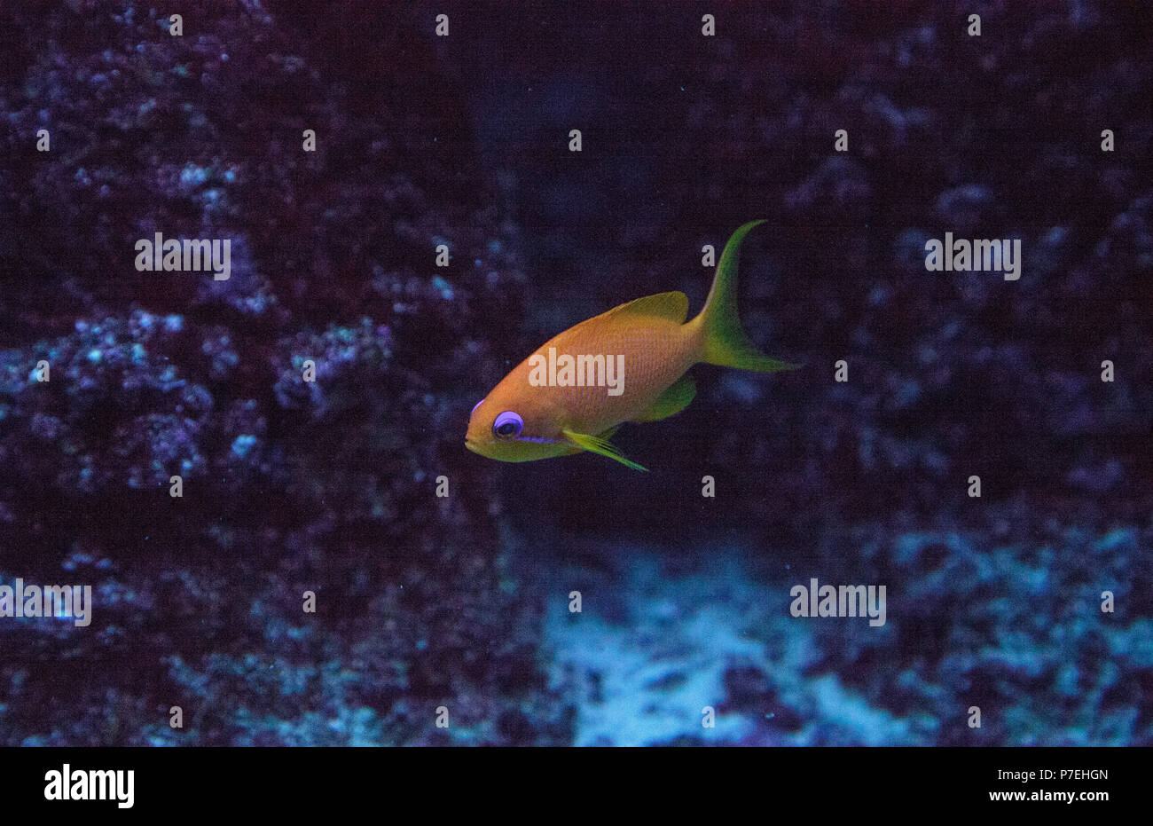 Orange fairy basslet also called sea goldie Pseudanthias squamipinnis ...