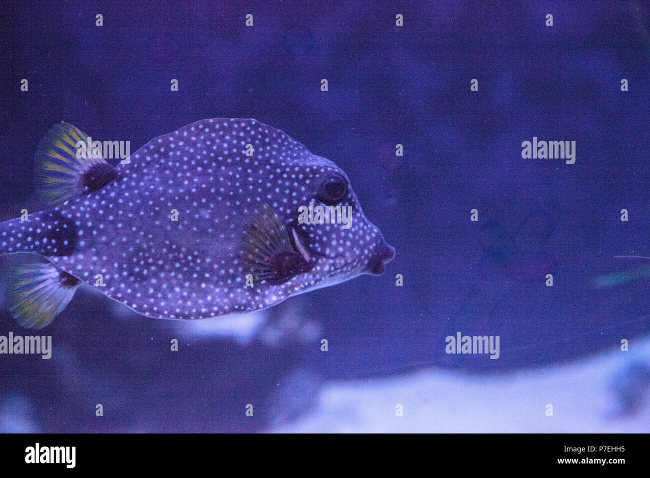 Caribbean fish hi-res stock photography and images - Alamy