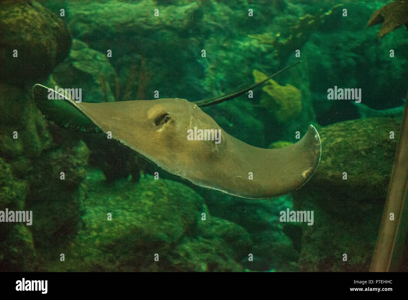 Southern Stingray Dasyatis americana glides through the water of a ...