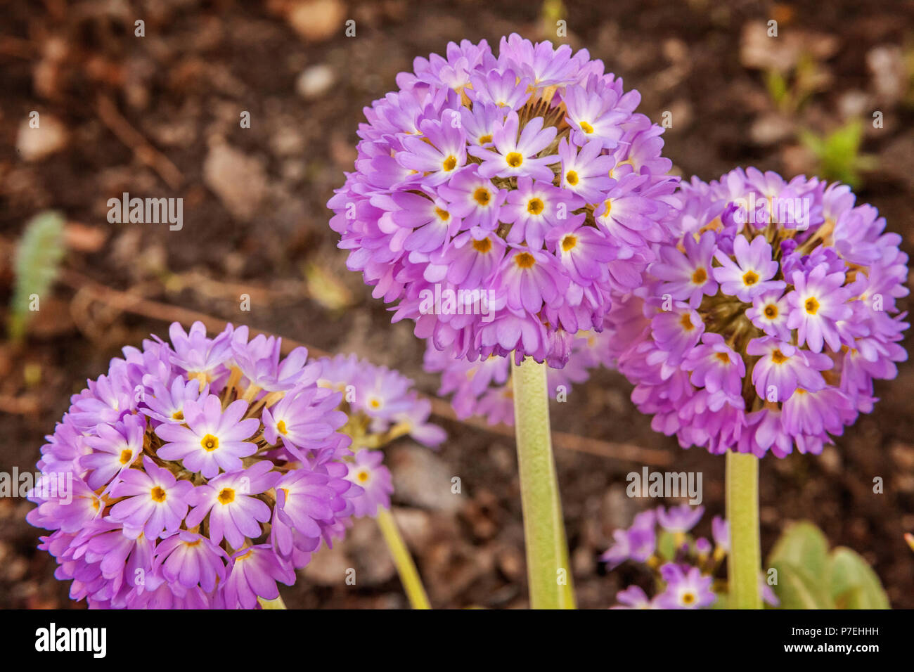 Primrose Primula with violet flowers. Inspirational natural floral ...