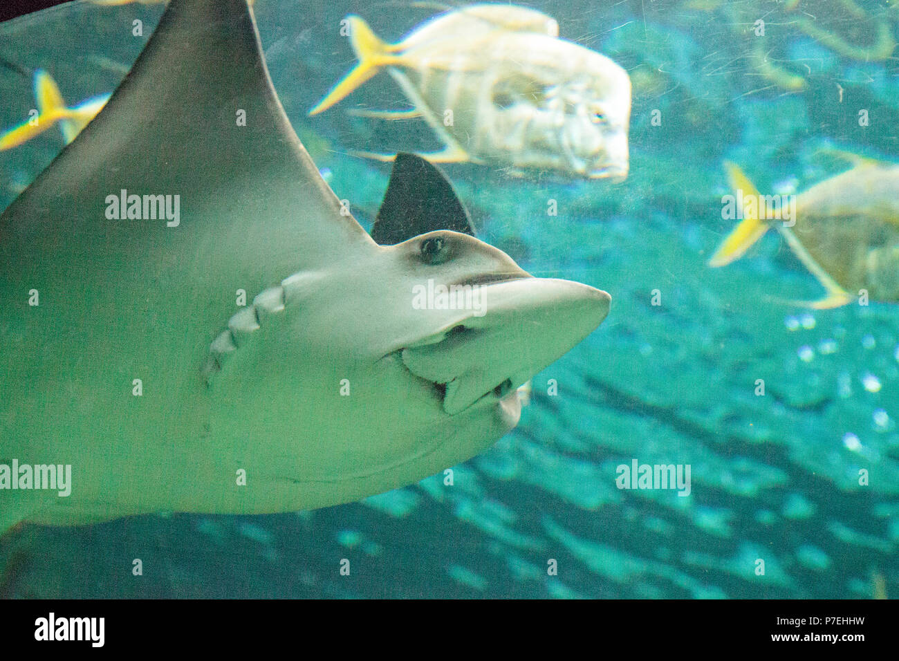 Southern Stingray Dasyatis americana glides through the water of a ...