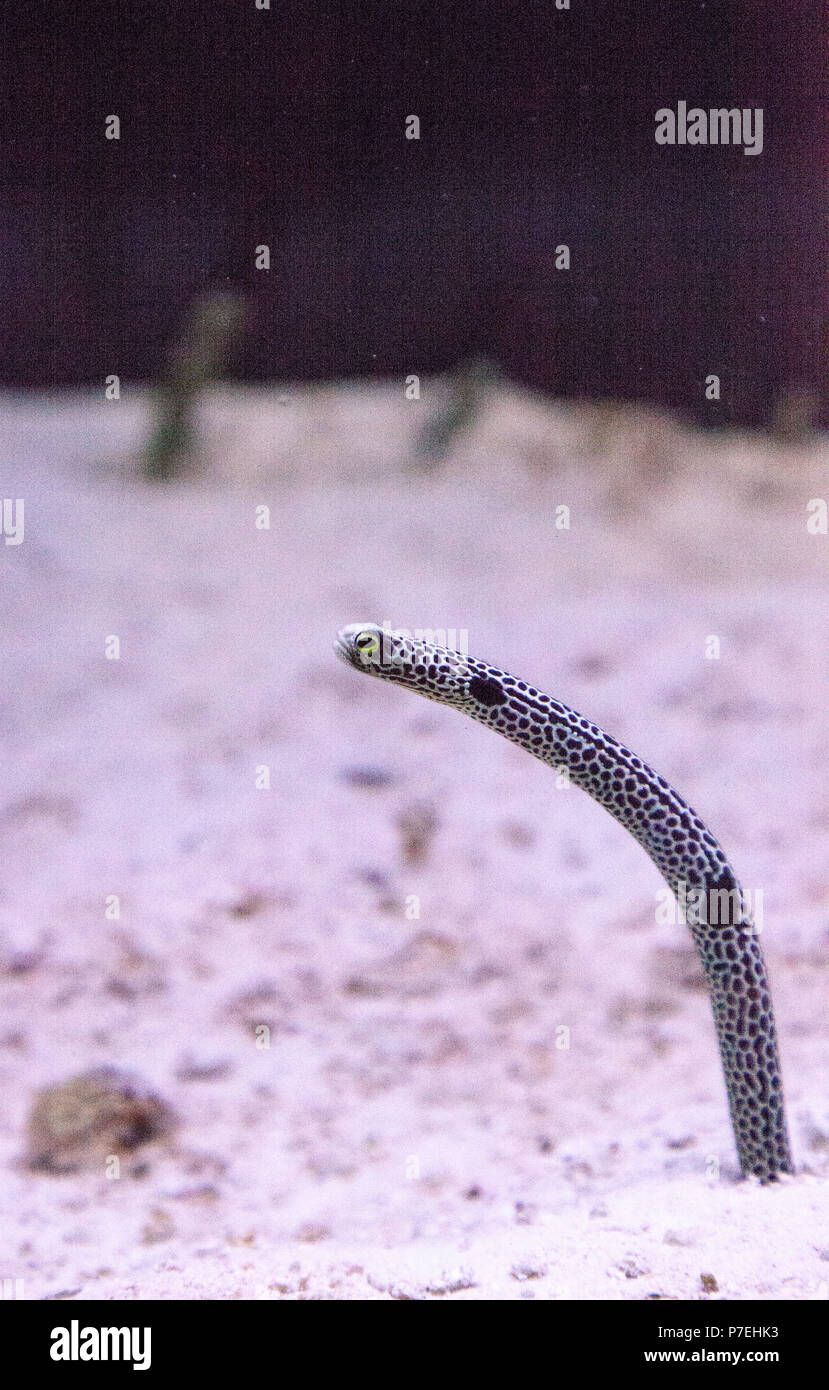 Black and white spotted garden eel Heteroconger hassi peaks its head ...