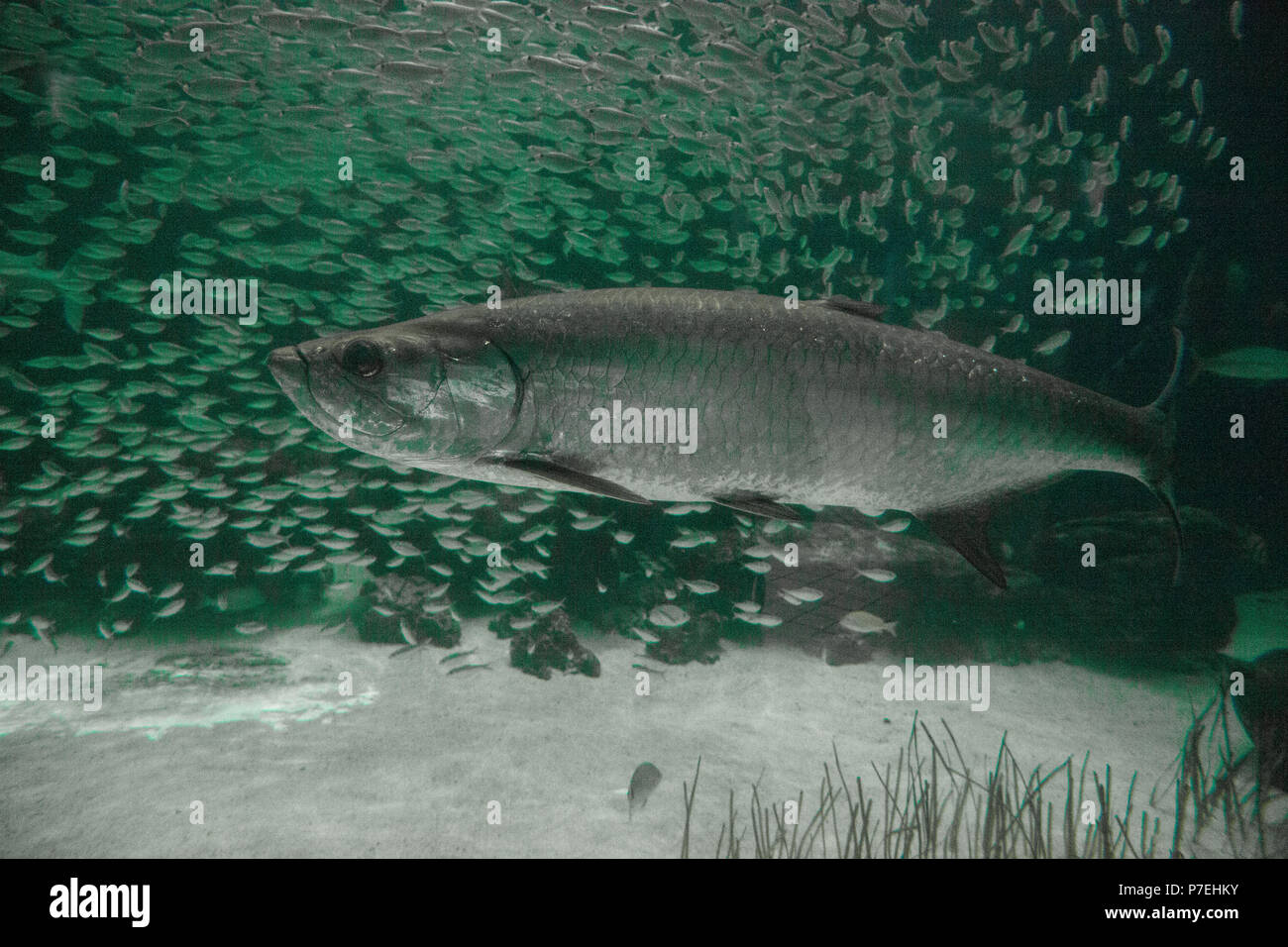 Tarpon fish Megalops atlanticus swims through a school of fish Stock ...