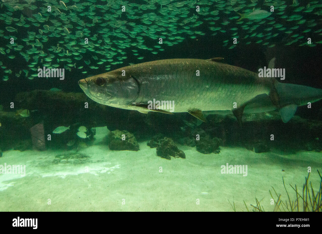 Tarpon fish Megalops atlanticus swims through a school of fish Stock ...