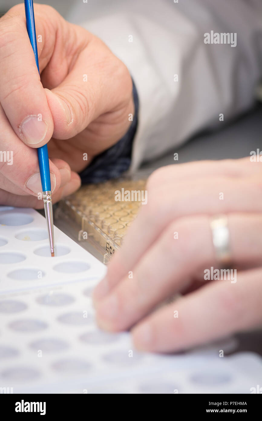 Elisa assay hi-res stock photography and images - Alamy