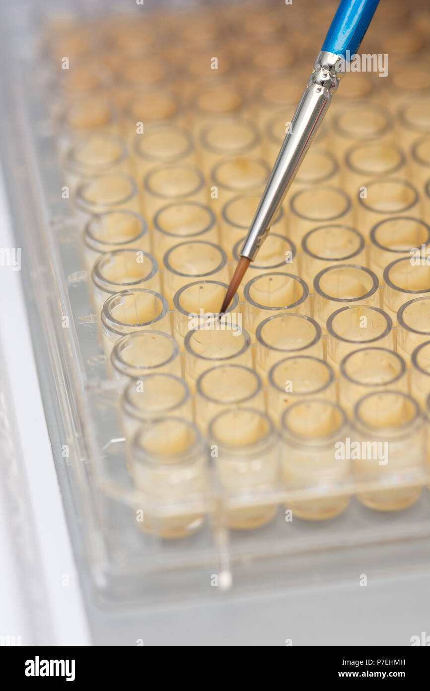 Elisa assay hi-res stock photography and images - Alamy