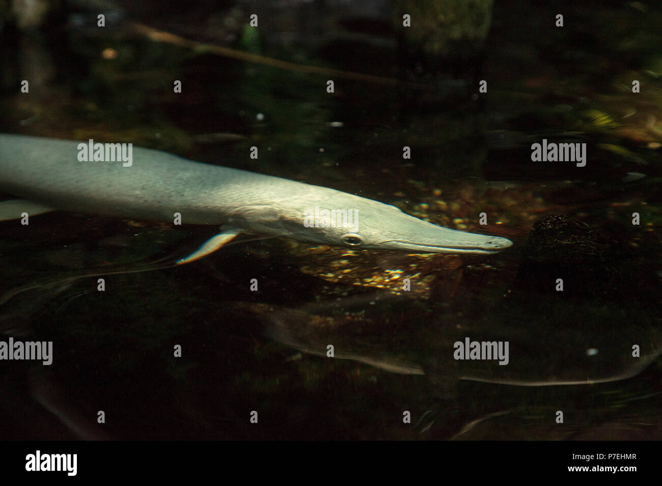 Atractosteus spatula hi-res stock photography and images - Alamy