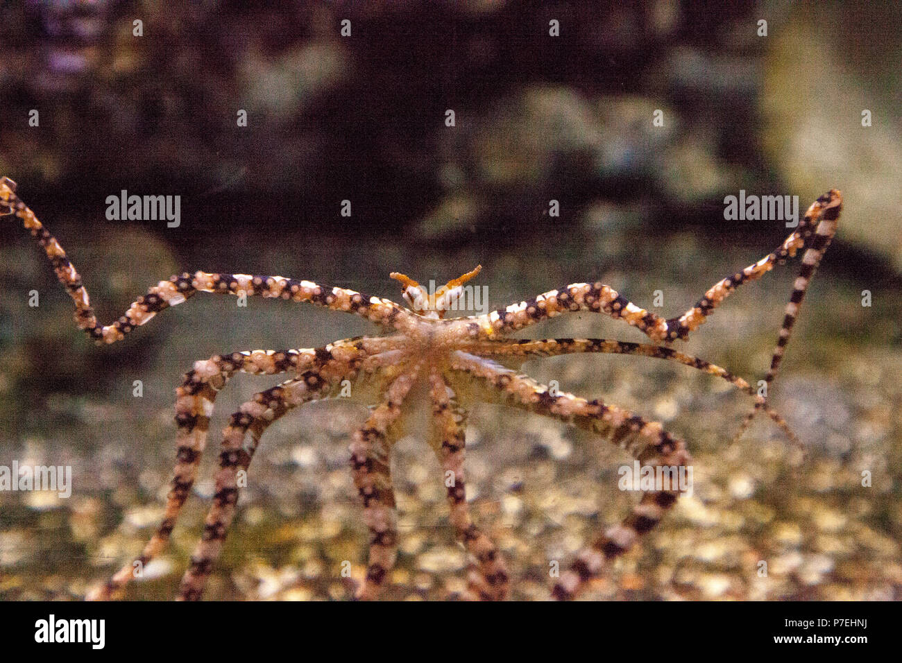 Wunderpus octopus Wunderpus photogenicus spreads its long eight arms ...
