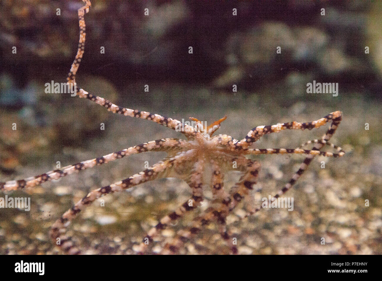 Wunderpus octopus Wunderpus photogenicus spreads its long eight arms ...