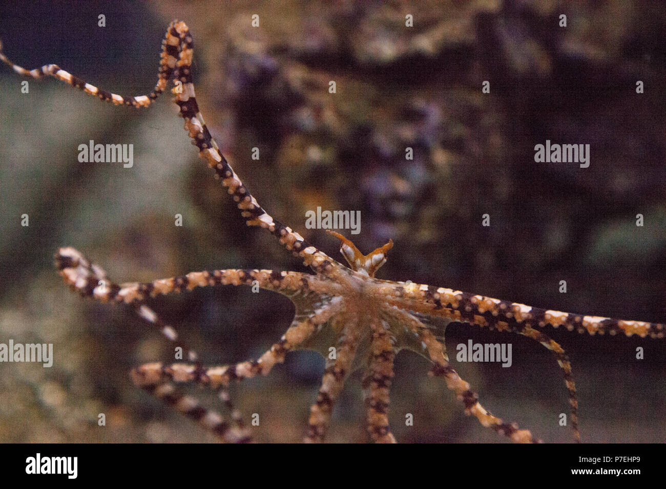 Eight legs octopus hi-res stock photography and images - Alamy
