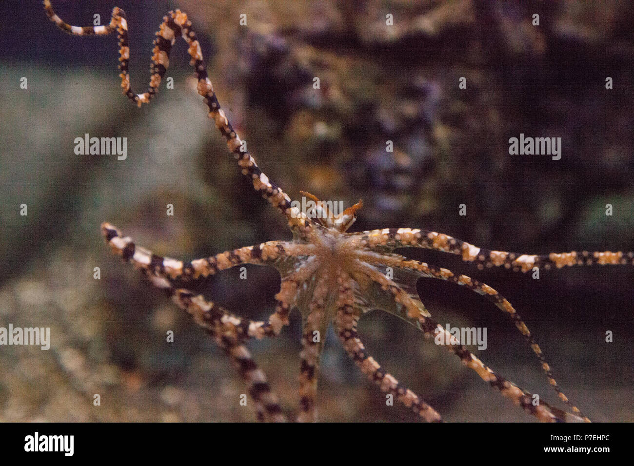 Wunderpus octopus Wunderpus photogenicus spreads its long eight arms ...