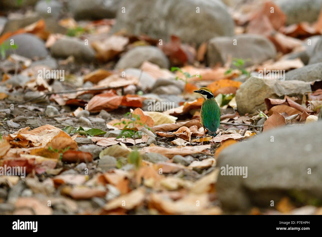 The Indian pitta is a passerine bird native to the Indian subcontinent ...