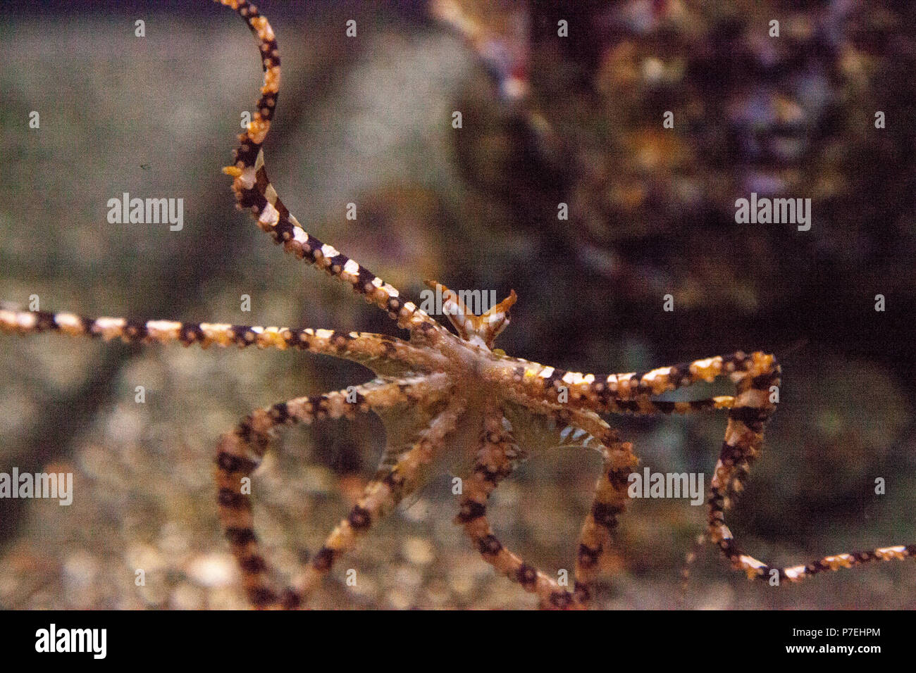 Eight arms hi-res stock photography and images - Alamy