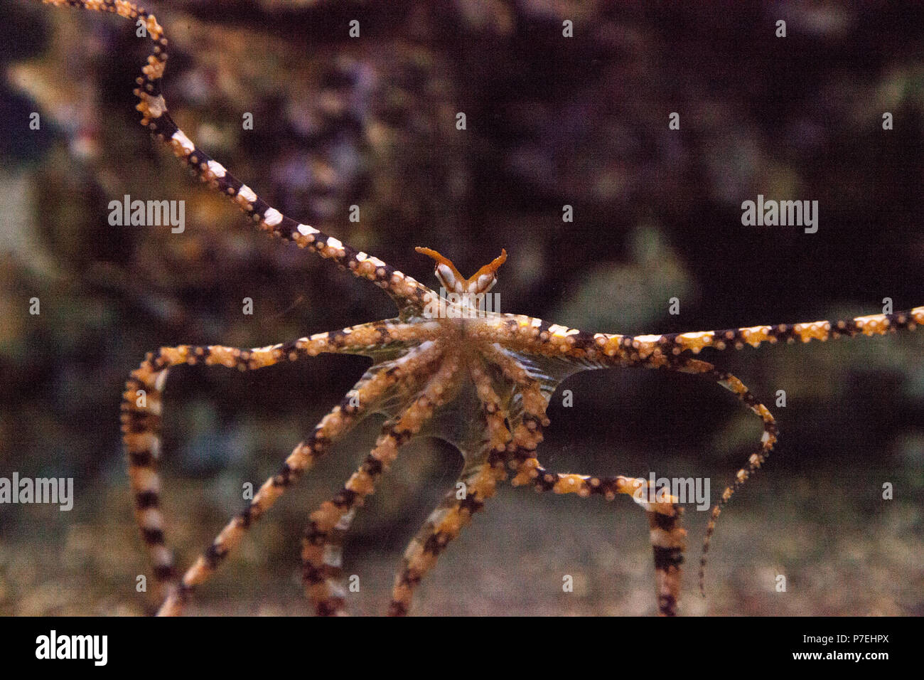 Wunderpus octopus Wunderpus photogenicus spreads its long eight arms ...