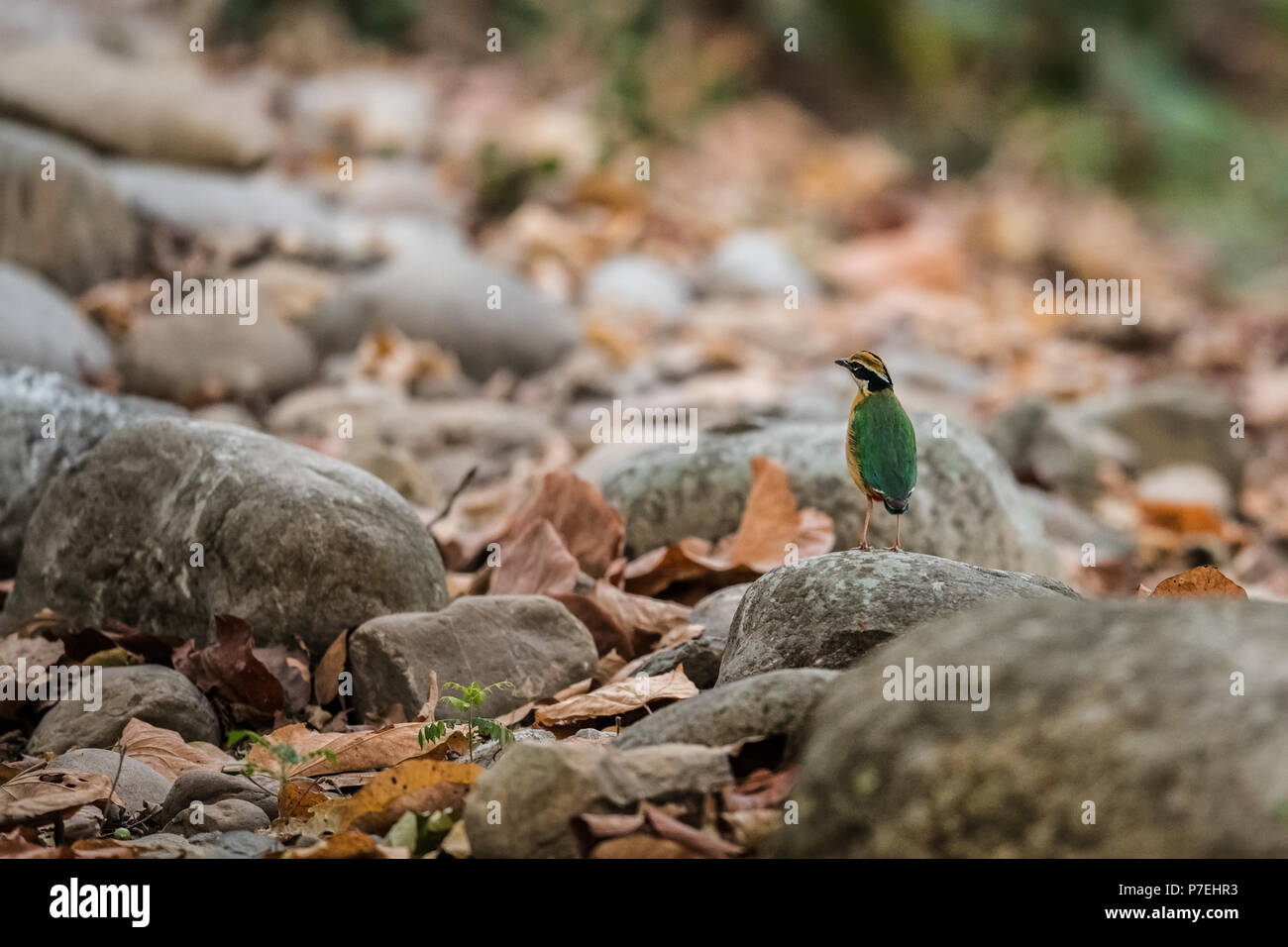 The Indian pitta is a passerine bird native to the Indian subcontinent ...