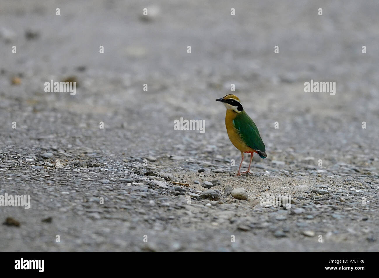 The Indian pitta is a passerine bird native to the Indian subcontinent ...