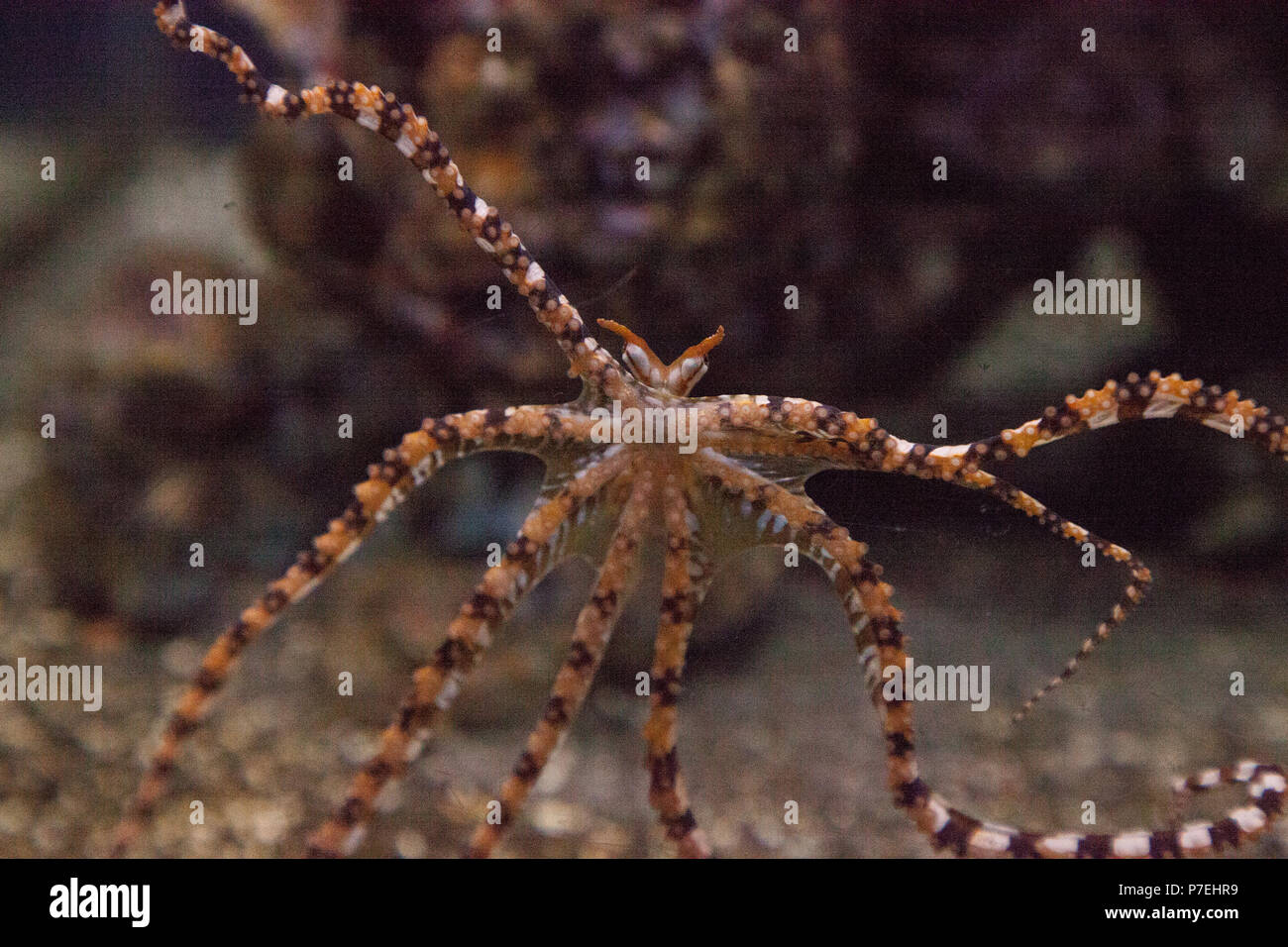 Eight arms hi-res stock photography and images - Alamy