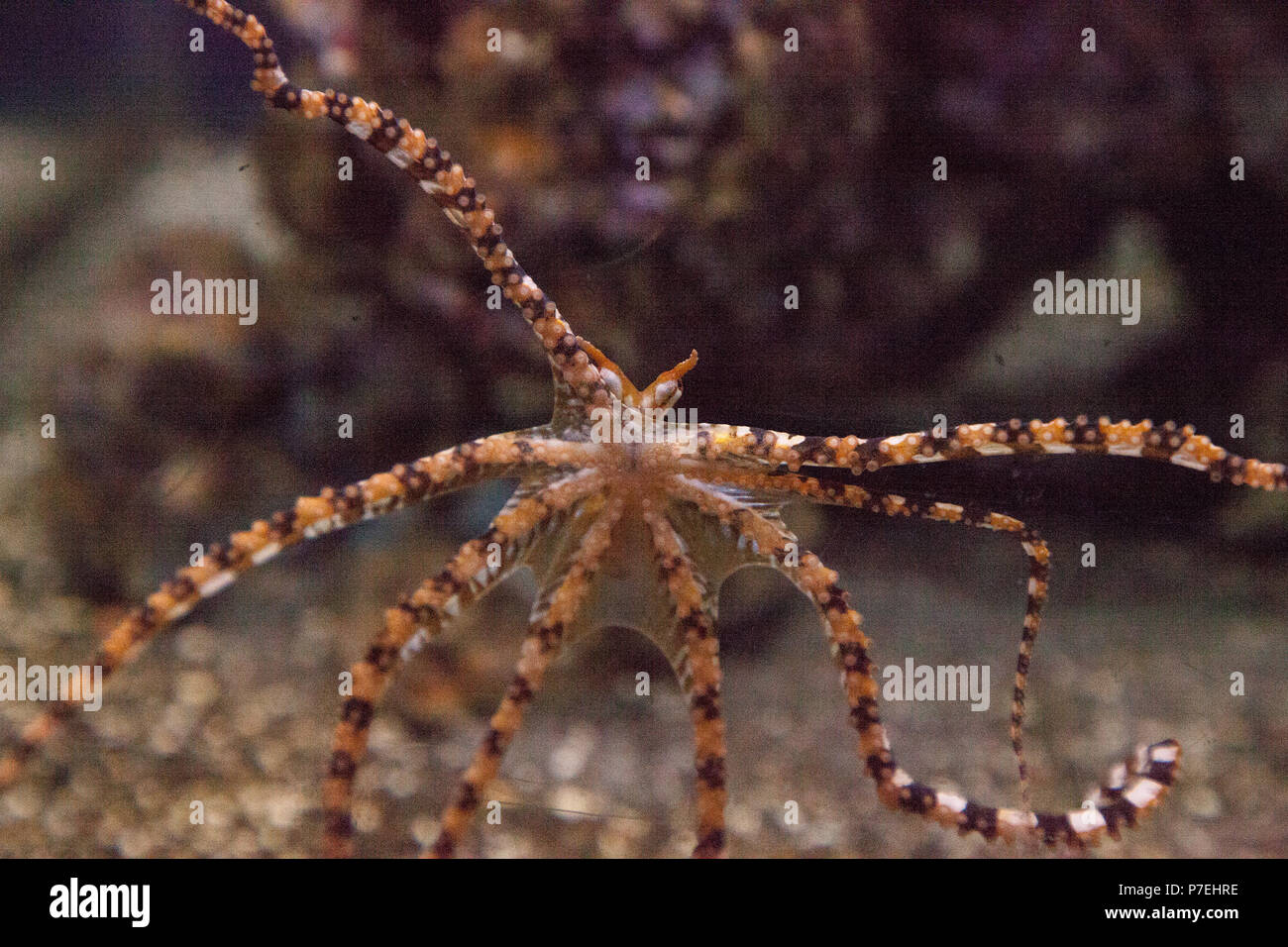 Wunderpus octopus Wunderpus photogenicus spreads its long eight arms ...