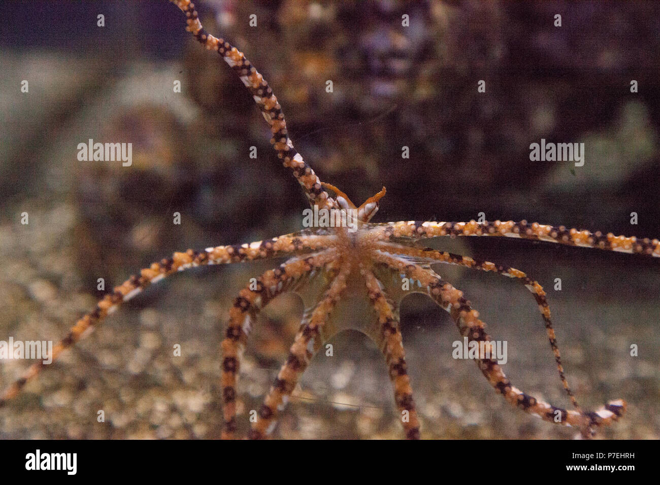 Wunderpus octopus Wunderpus photogenicus spreads its long eight arms ...