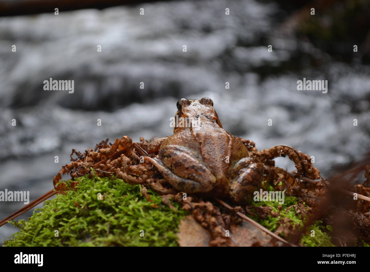 Toad mountain hi-res stock photography and images - Alamy