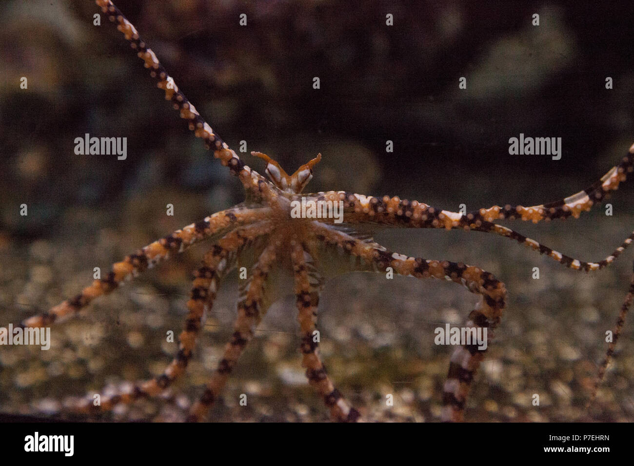 Wunderpus octopus Wunderpus photogenicus spreads its long eight arms ...