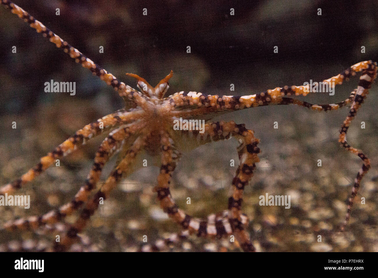Wunderpus octopus Wunderpus photogenicus spreads its long eight arms ...