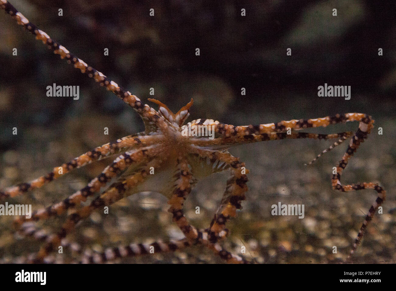 Wunderpus octopus Wunderpus photogenicus spreads its long eight arms ...
