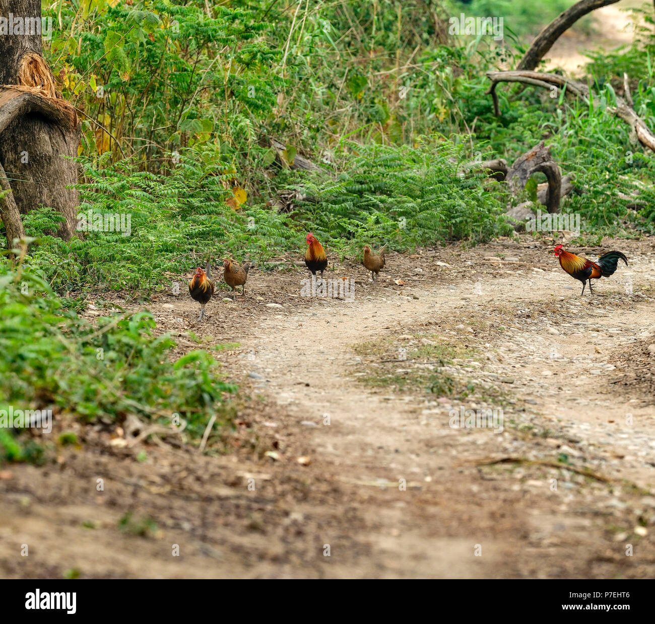 Biodiversity park river india hi-res stock photography and images - Alamy